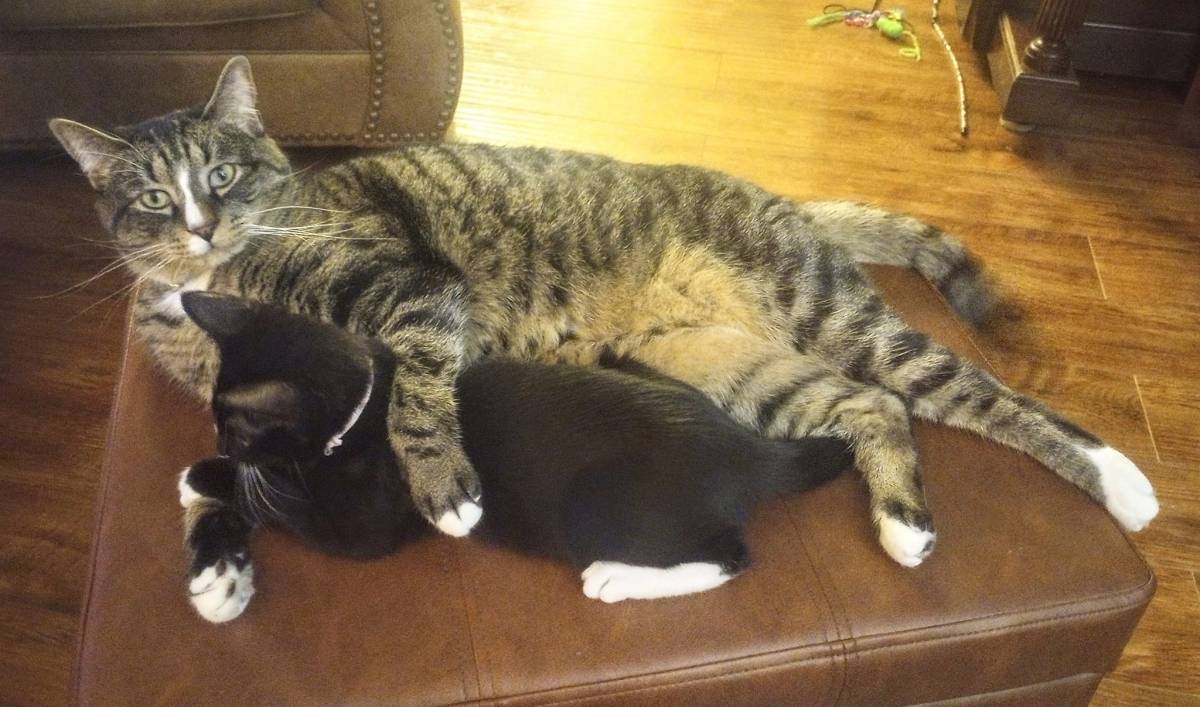 The new girl – Cindy Hval